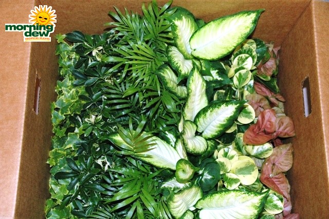 Assortments - Morning Dew Tropical Plants