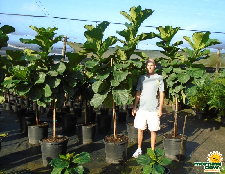 Ficus Lyrata Column