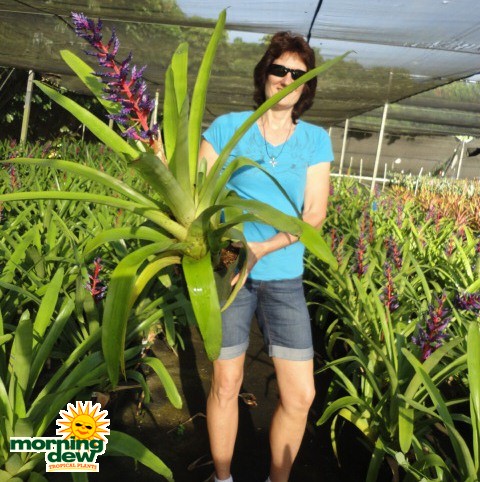 Bromeliad - Morning Dew Tropical Plants