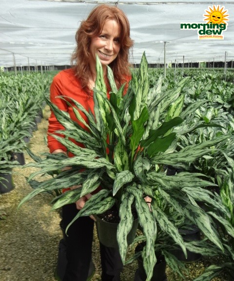 Aglaonema - Morning Dew Tropical Plants