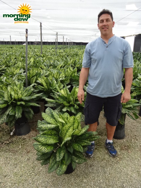 Aglaonema - Morning Dew Tropical Plants