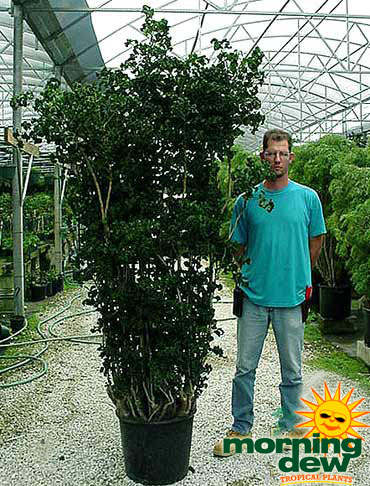 Aralia - Morning Dew Tropical Plants