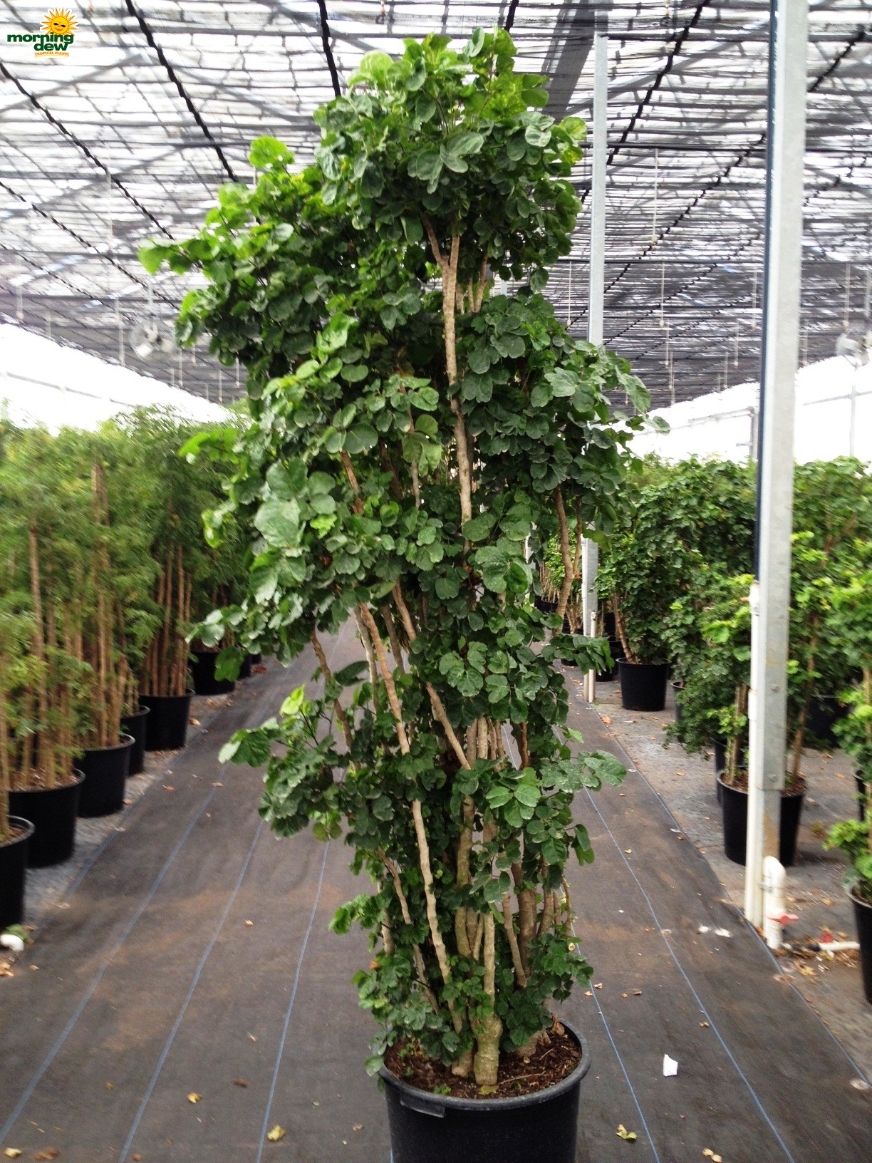 Aralia - Morning Dew Tropical Plants