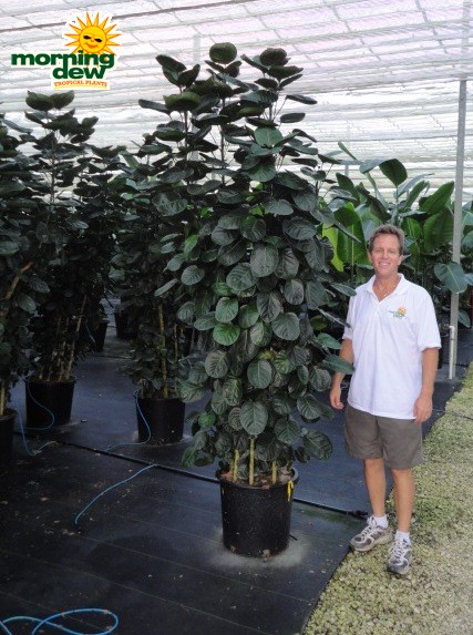 Aralia - Morning Dew Tropical Plants