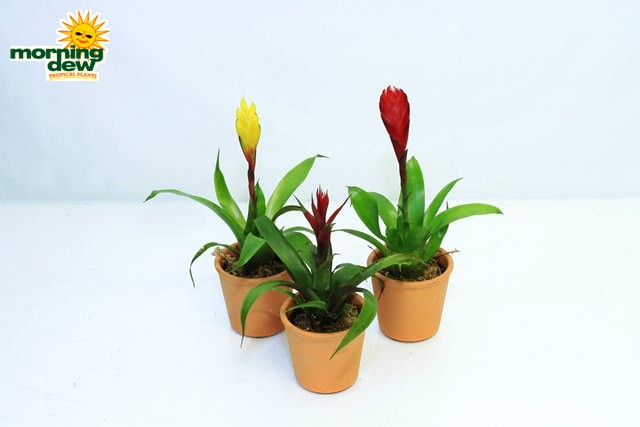 Bromeliad - Morning Dew Tropical Plants