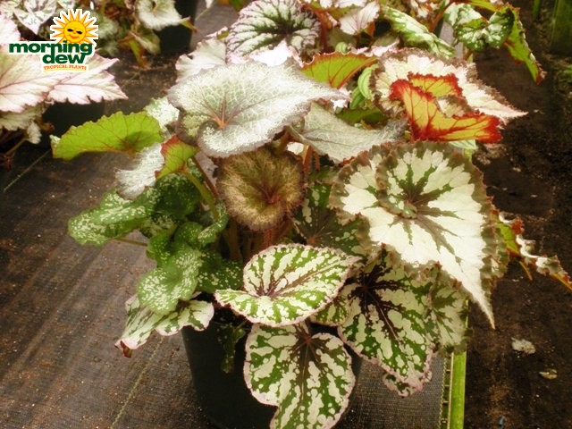 Begonia - Morning Dew Tropical Plants