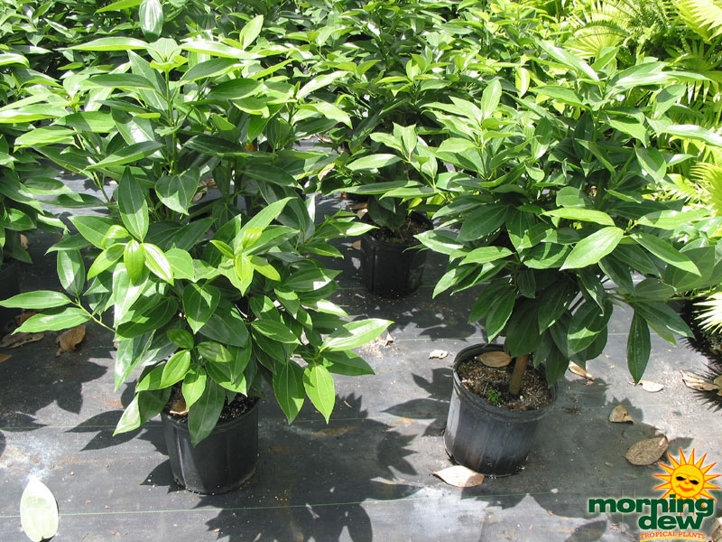 Canela - Morning Dew Tropical Plants