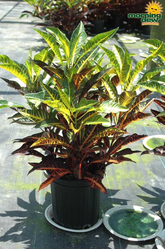 Croton - Morning Dew Tropical Plants