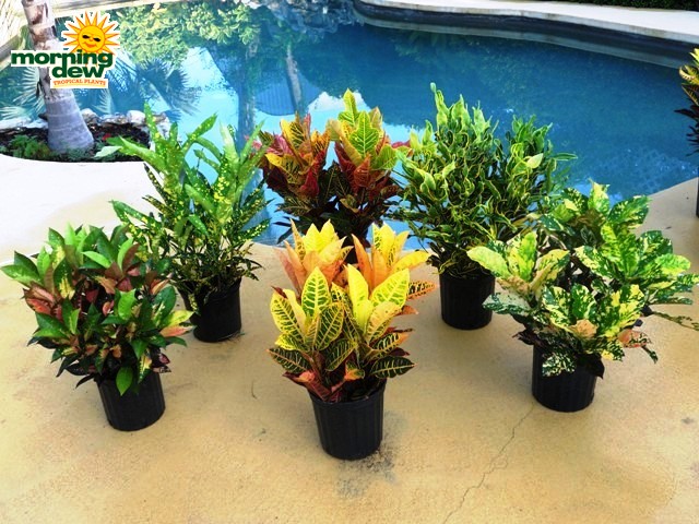 Croton - Morning Dew Tropical Plants