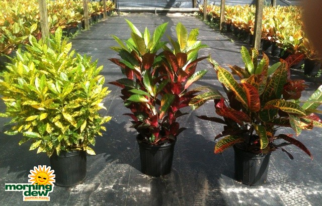 Assortments - Morning Dew Tropical Plants