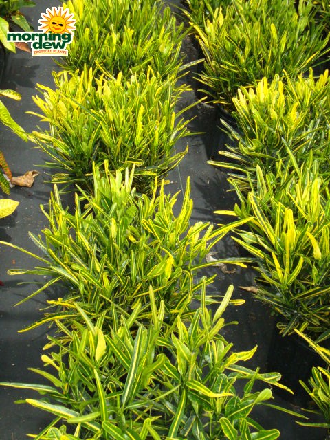 Croton - Morning Dew Tropical Plants