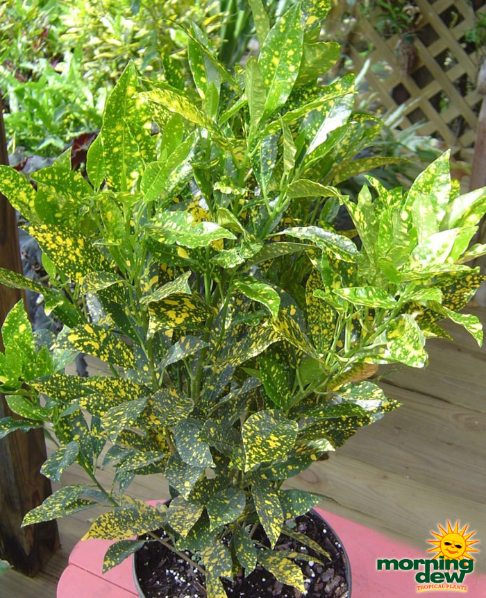 Croton - Morning Dew Tropical Plants