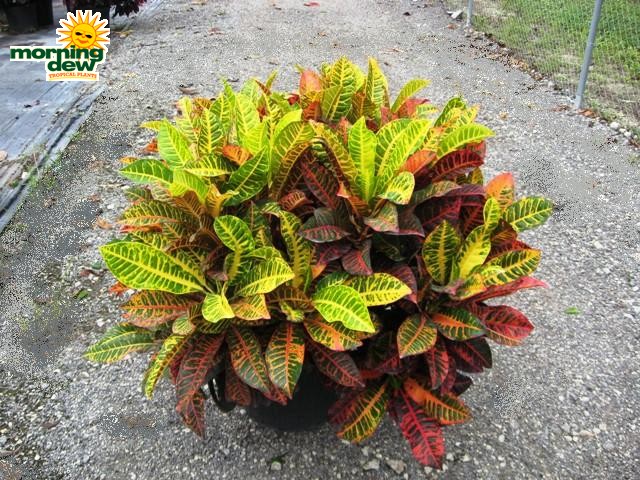 Croton - Morning Dew Tropical Plants