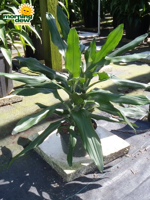Dracaena - Morning Dew Tropical Plants