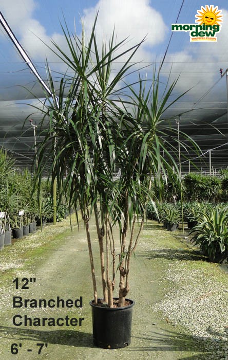 Dracaena - Morning Dew Tropical Plants