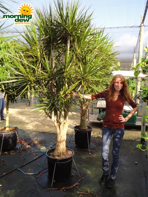 Dracaena - Morning Dew Tropical Plants