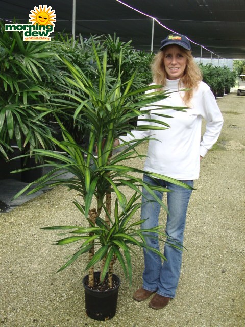 Dracaena - Morning Dew Tropical Plants
