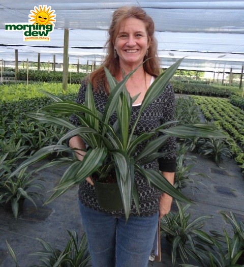 Dracaena - Morning Dew Tropical Plants