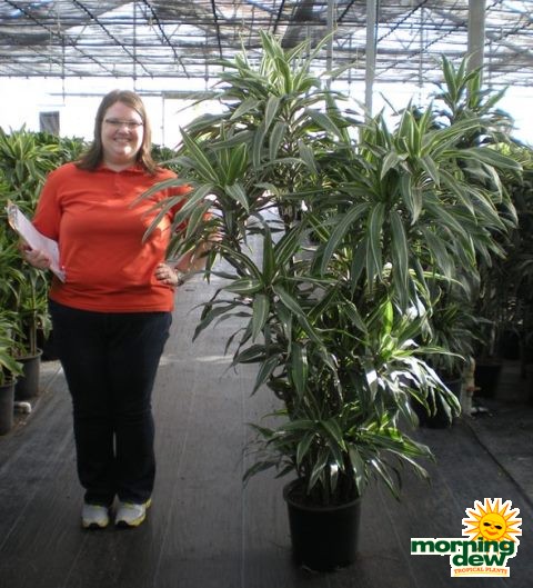 Dracaena - Morning Dew Tropical Plants