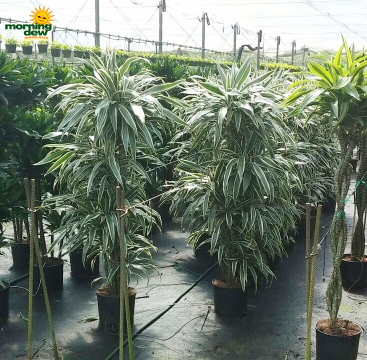 Dracaena - Morning Dew Tropical Plants