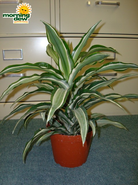 Dracaena - Morning Dew Tropical Plants