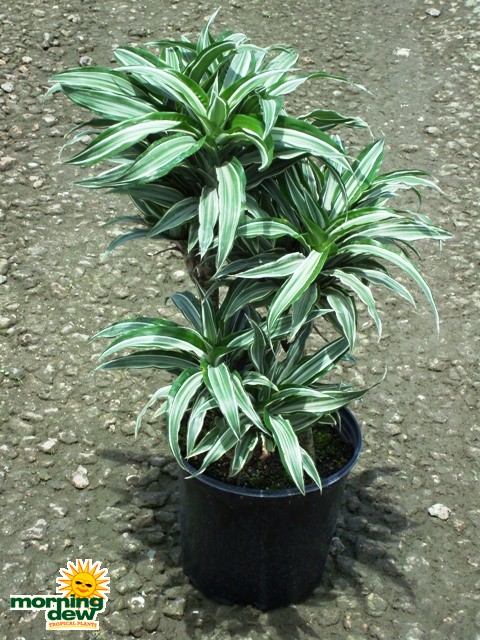 Dracaena - Morning Dew Tropical Plants