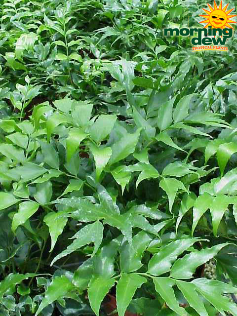 Fern Holly Leaf - Morning Dew Tropical Plants