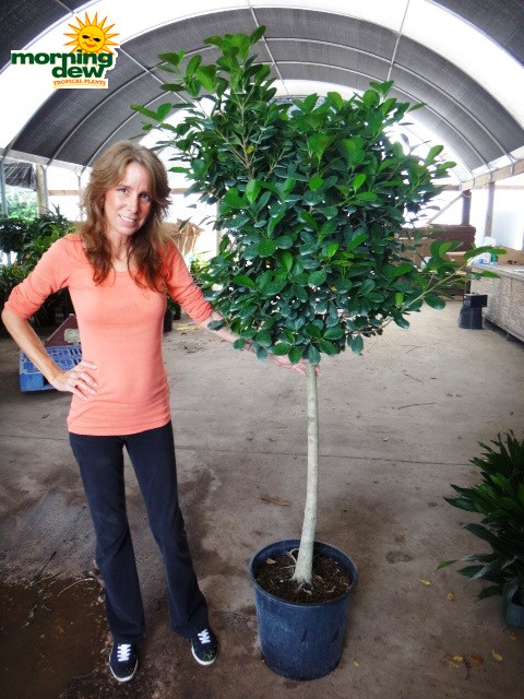 Ficus - Morning Dew Tropical Plants