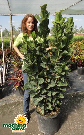 Ficus - Morning Dew Tropical Plants