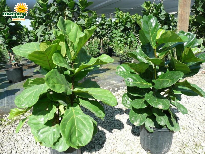 Ficus - Morning Dew Tropical Plants