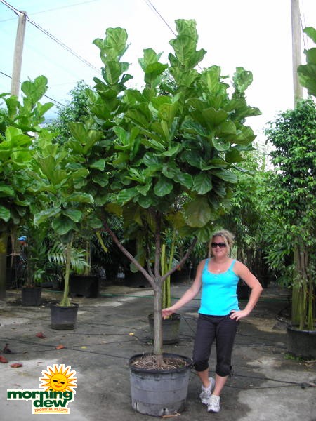 Ficus Neon 10 in – Morning Dew Tropical Plants