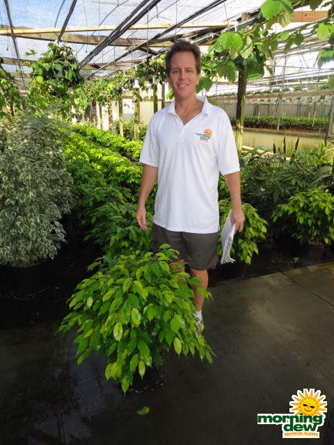 Ficus Neon 10 in - Morning Dew Tropical Plants