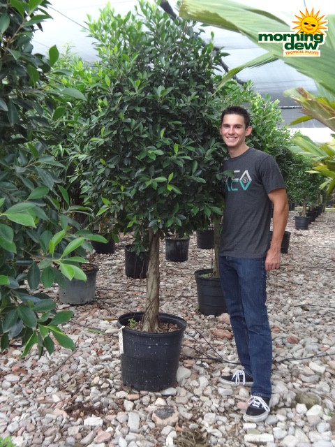 Ficus - Morning Dew Tropical Plants