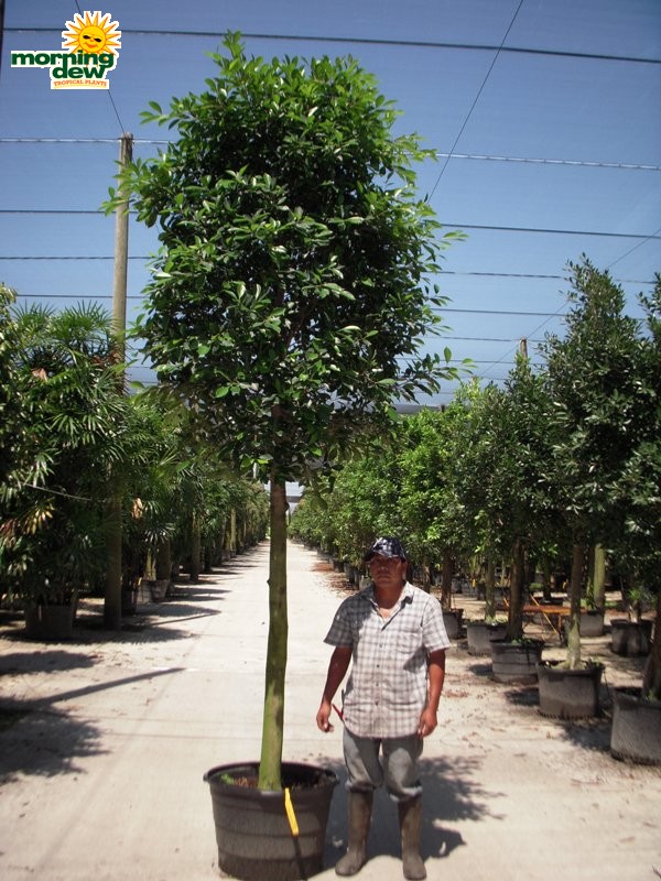 Ficus - Morning Dew Tropical Plants