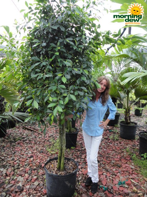 Ficus - Morning Dew Tropical Plants