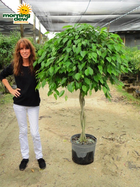 Ficus - Morning Dew Tropical Plants
