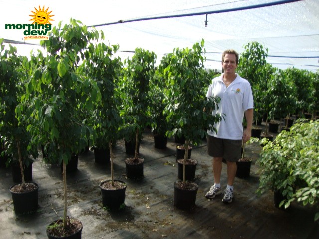Ficus - Morning Dew Tropical Plants