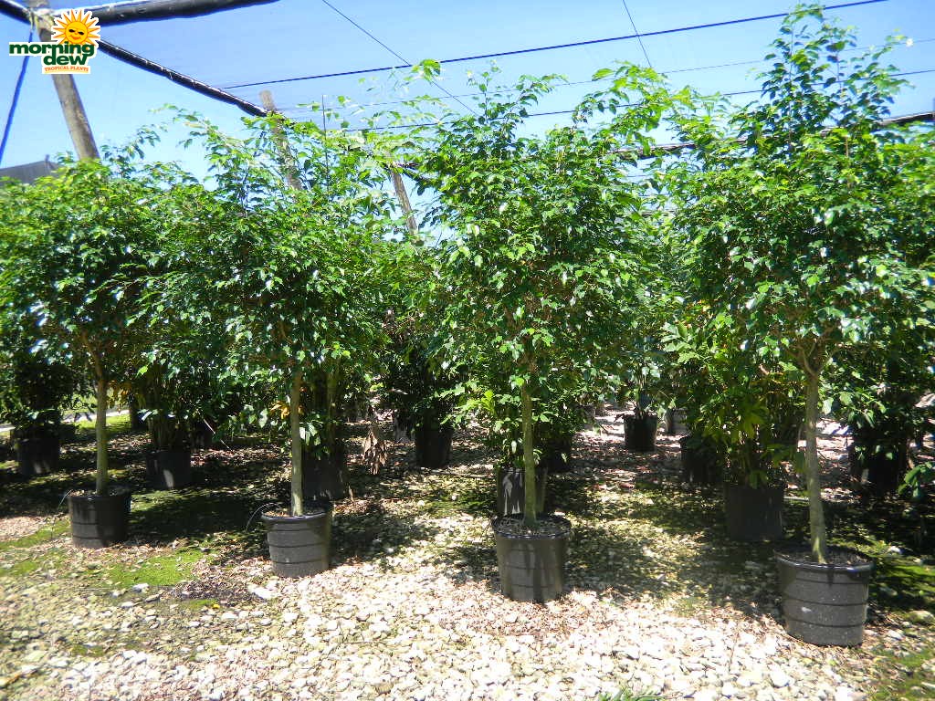 Ficus - Morning Dew Tropical Plants