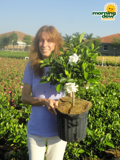 Flowering - Morning Dew Tropical Plants