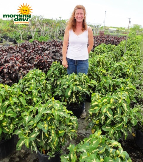 Graptophyllum Pictum - Morning Dew Tropical Plants