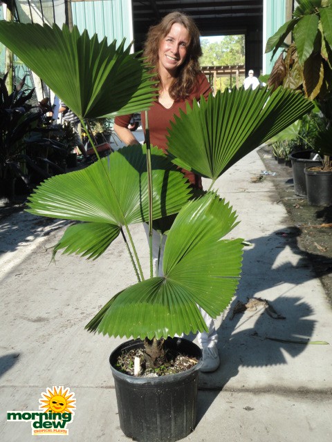 Palm - Morning Dew Tropical Plants