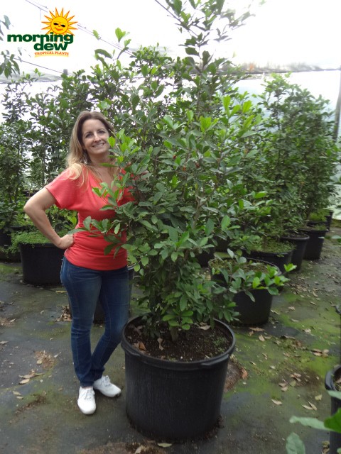 Fruit - Morning Dew Tropical Plants