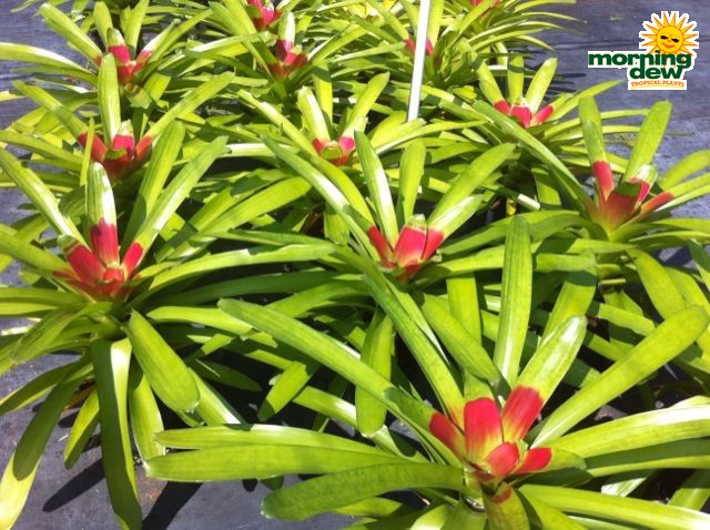 Bromeliad - Morning Dew Tropical Plants
