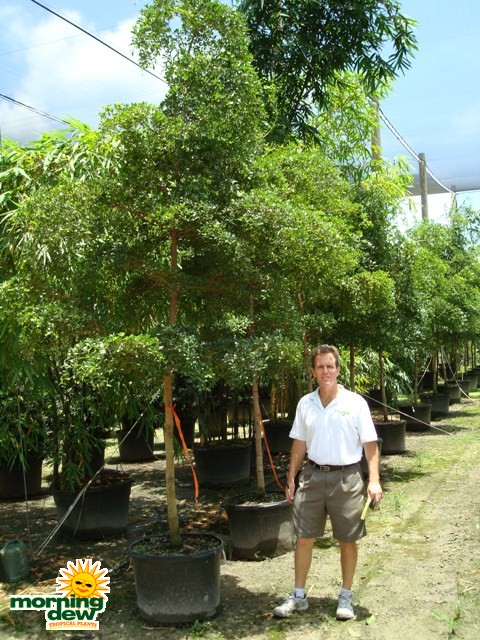 Olive - Morning Dew Tropical Plants