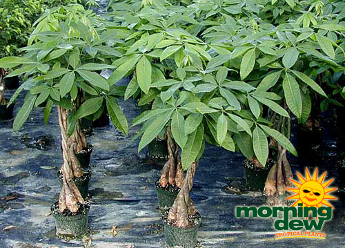 Pachira - Morning Dew Tropical Plants