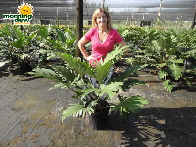 Philodendron - Morning Dew Tropical Plants