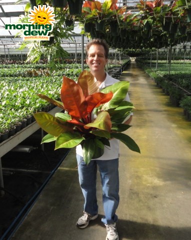 Philodendron Red King 8 in - Morning Dew Tropical Plants