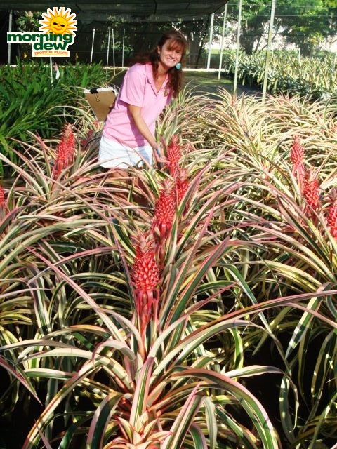 Pineapple Ivory Coast - Morning Dew Tropical Plants