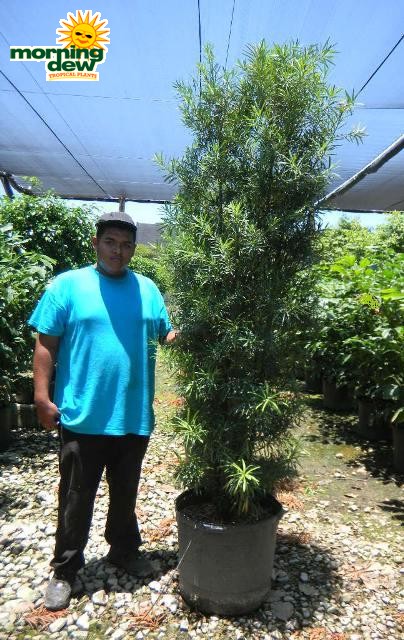 Podocarpus - Morning Dew Tropical Plants