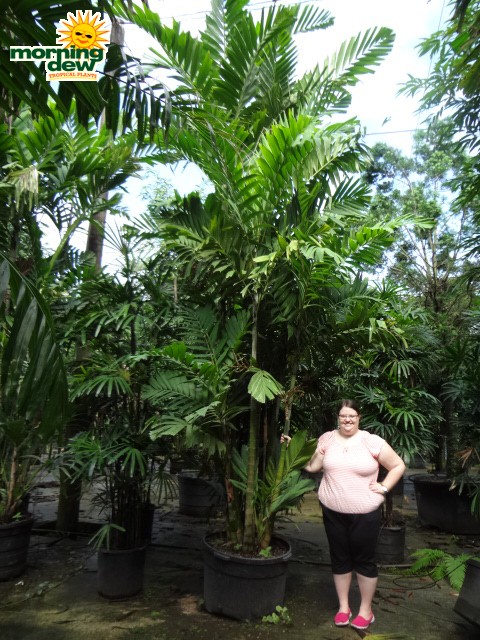 Palm Schefferi (Ptychosperma Schefferi) 29 in - Morning Dew Tropical Plants